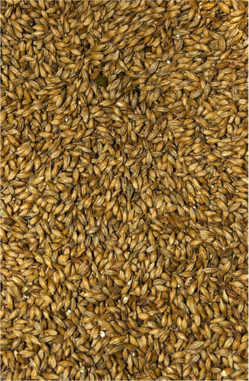 Brewing ingredient 2 | CBS BREW